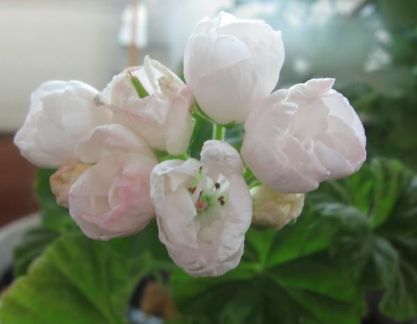 Пеларгония Mårbacka Tulpan